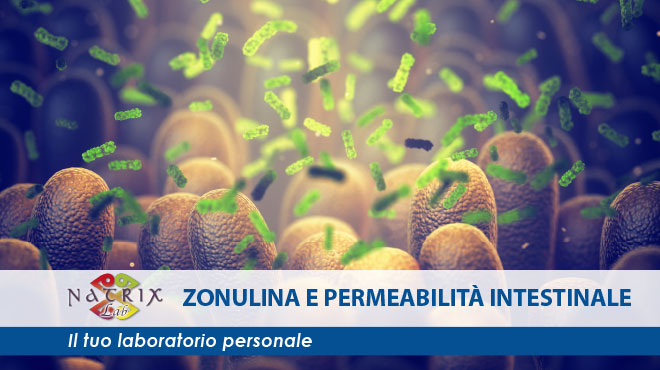 Zonulina e Permeabilità Intestinale | NatrixLab